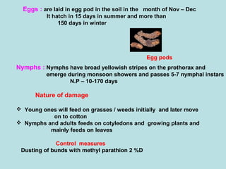 Pest of cotton &sunhemp | PPT