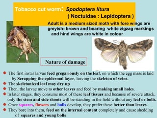 Pest of cotton &sunhemp | PPT