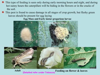 Pest of cotton &sunhemp | PPT