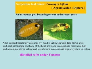 Pest of cotton &sunhemp | PPT