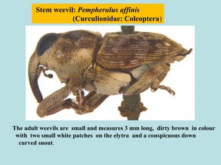 Pest of cotton &sunhemp | PPT