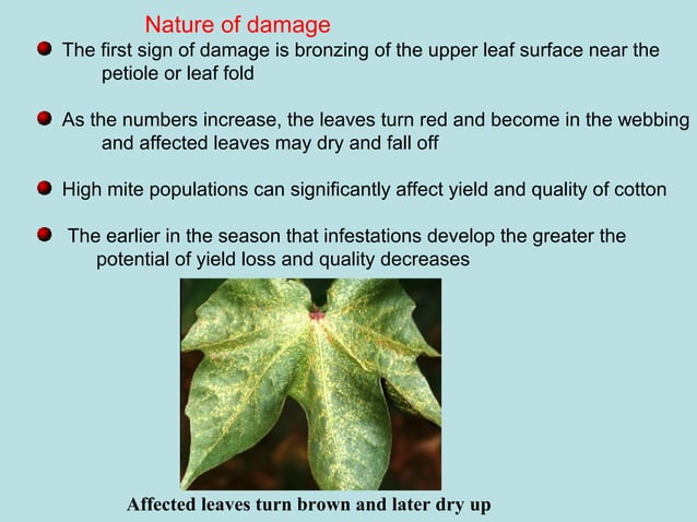 Pest of cotton &sunhemp | PPT | Birdwatching | Hobbies & Interests