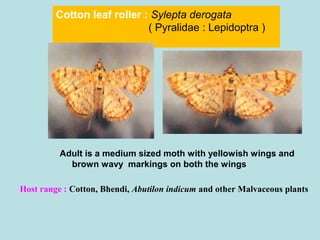 Pest of cotton &sunhemp | PPT