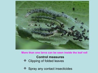 Pest of cotton &sunhemp | PPT