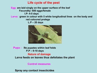 Pest of cotton &sunhemp | PPT