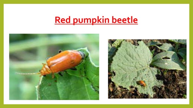Pest of cucurbitaceous vegetables. | PPTX