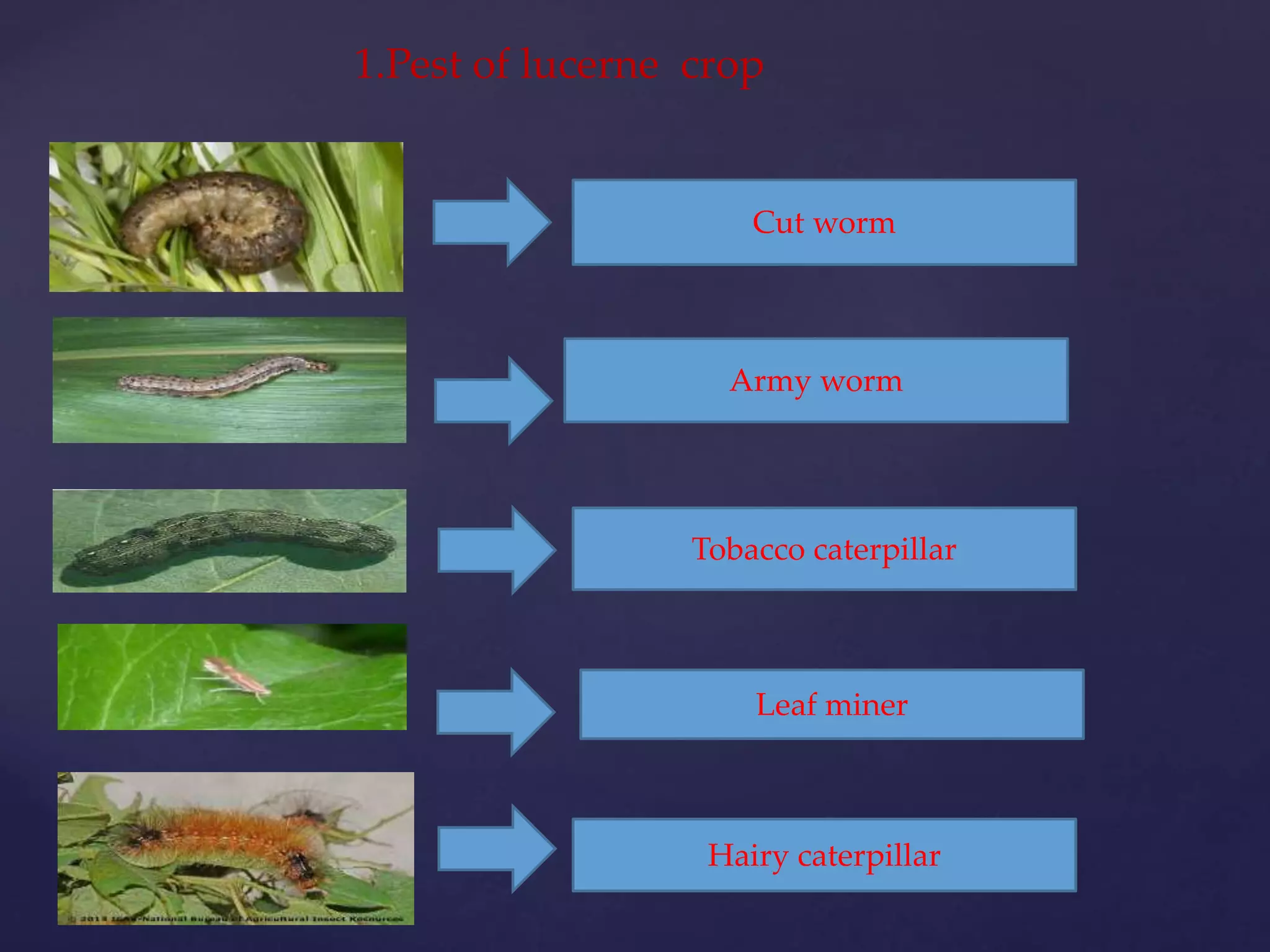 Pest of forage crop | PPTX