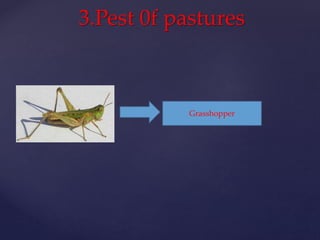 Pest of forage crop | PPTX