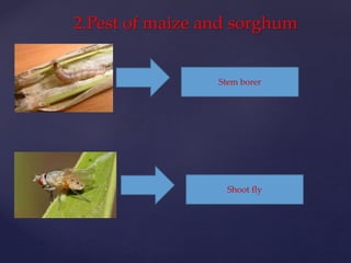 Pest of forage crop | PPTX