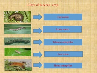 Pest of forage crop | PPTX
