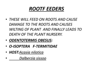 Pest of forest nurseries | PPTX