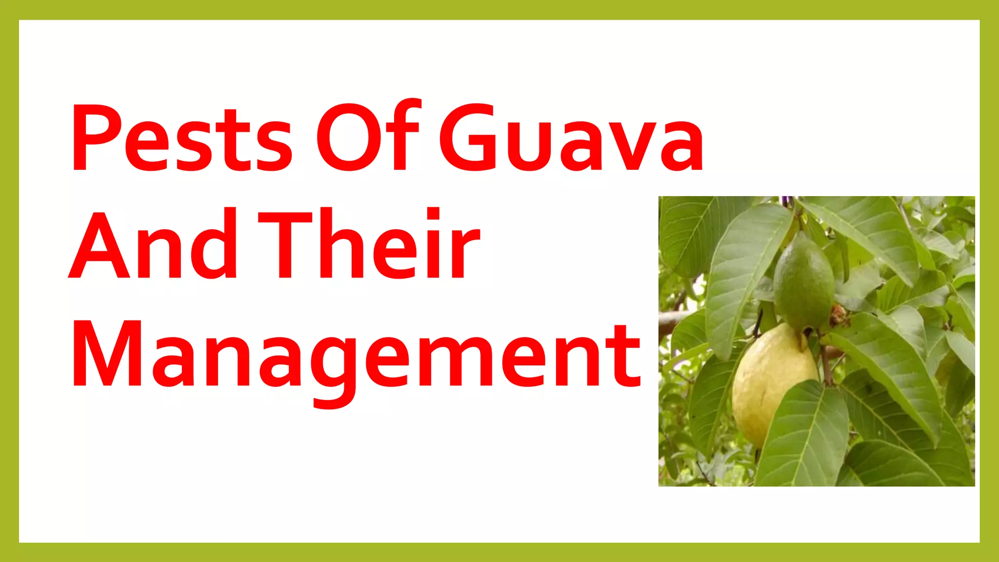 PEST OF Guava. | PPTX