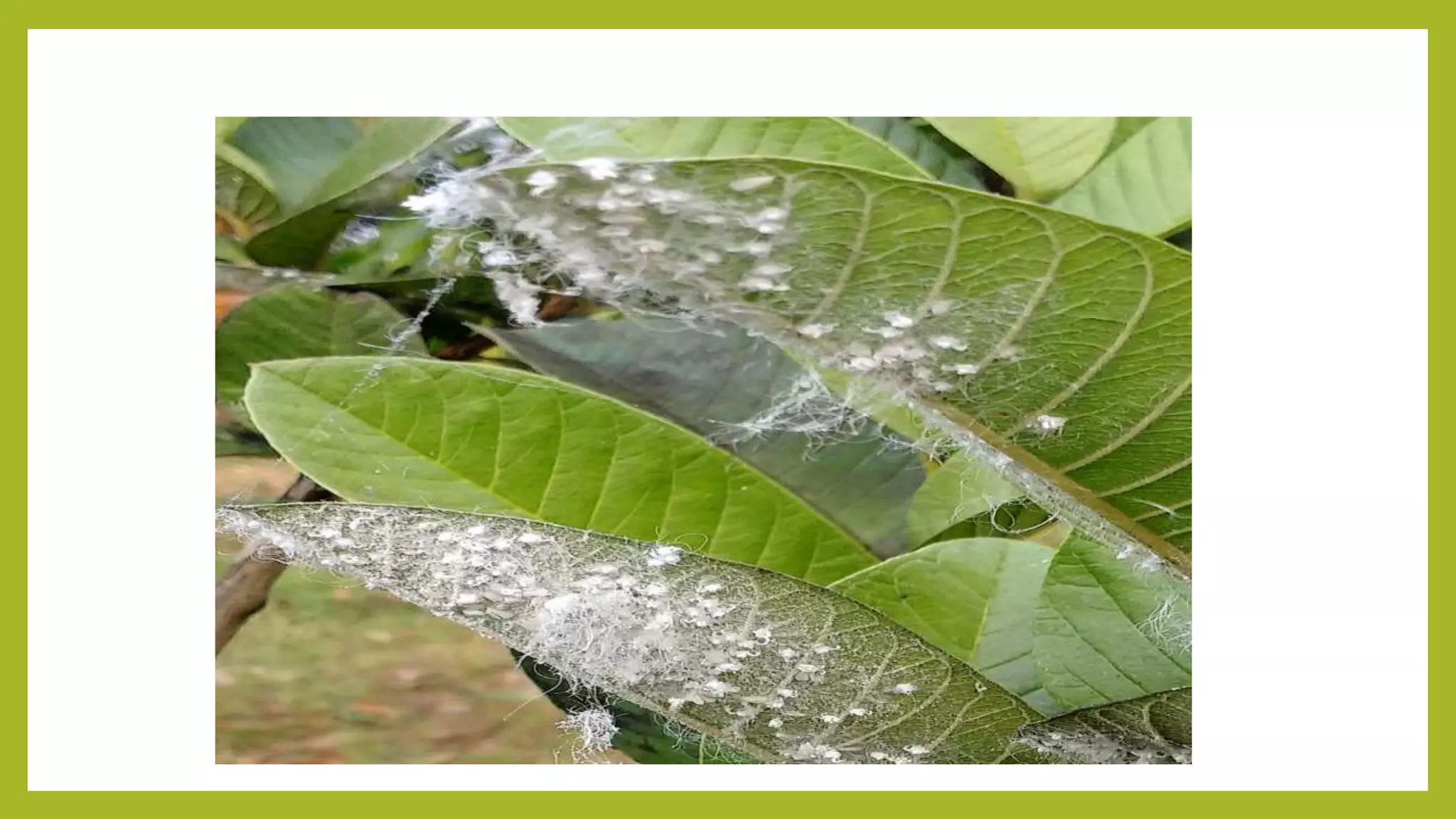 PEST OF Guava. | PPTX