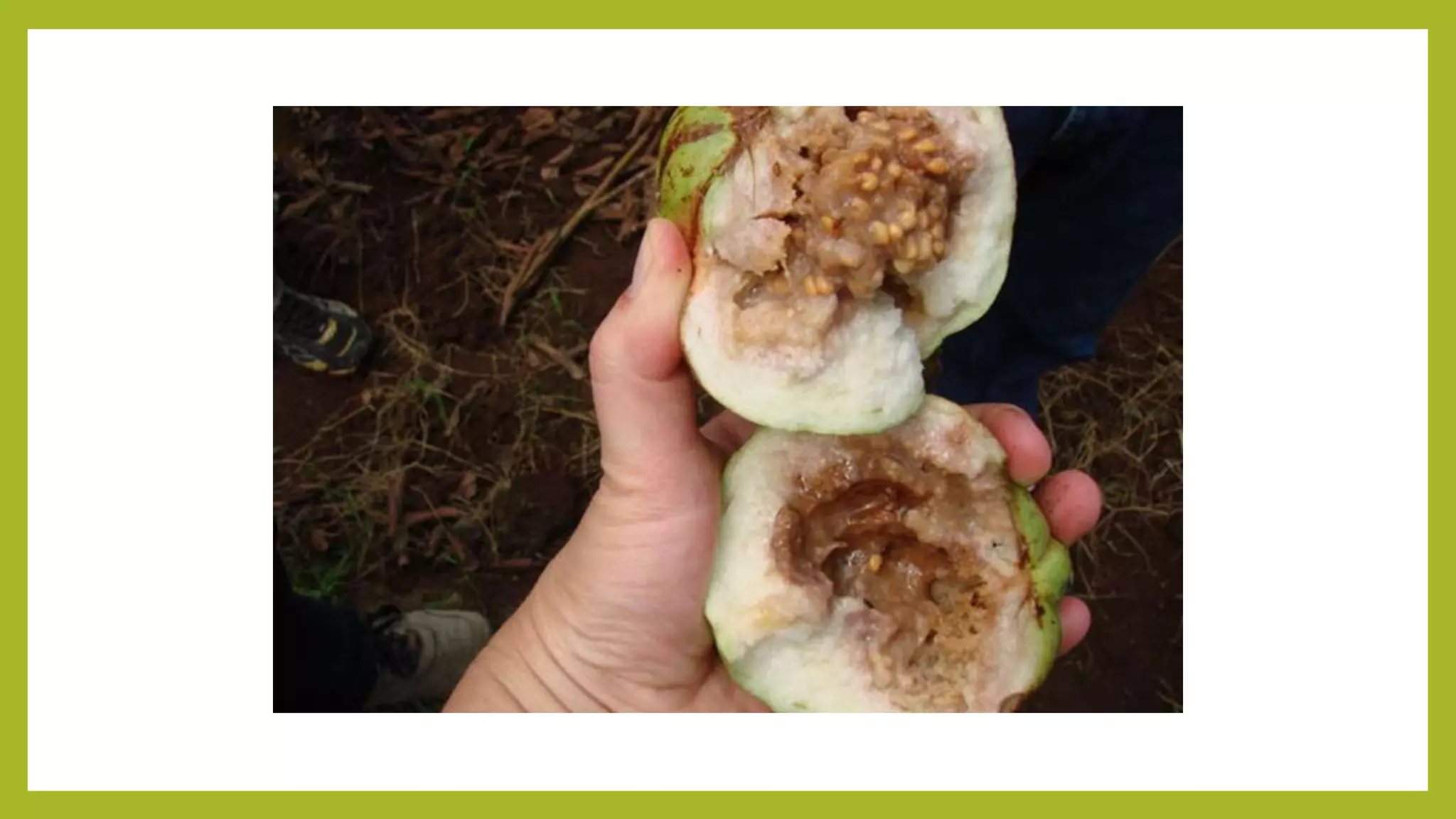 PEST OF Guava. | PPTX