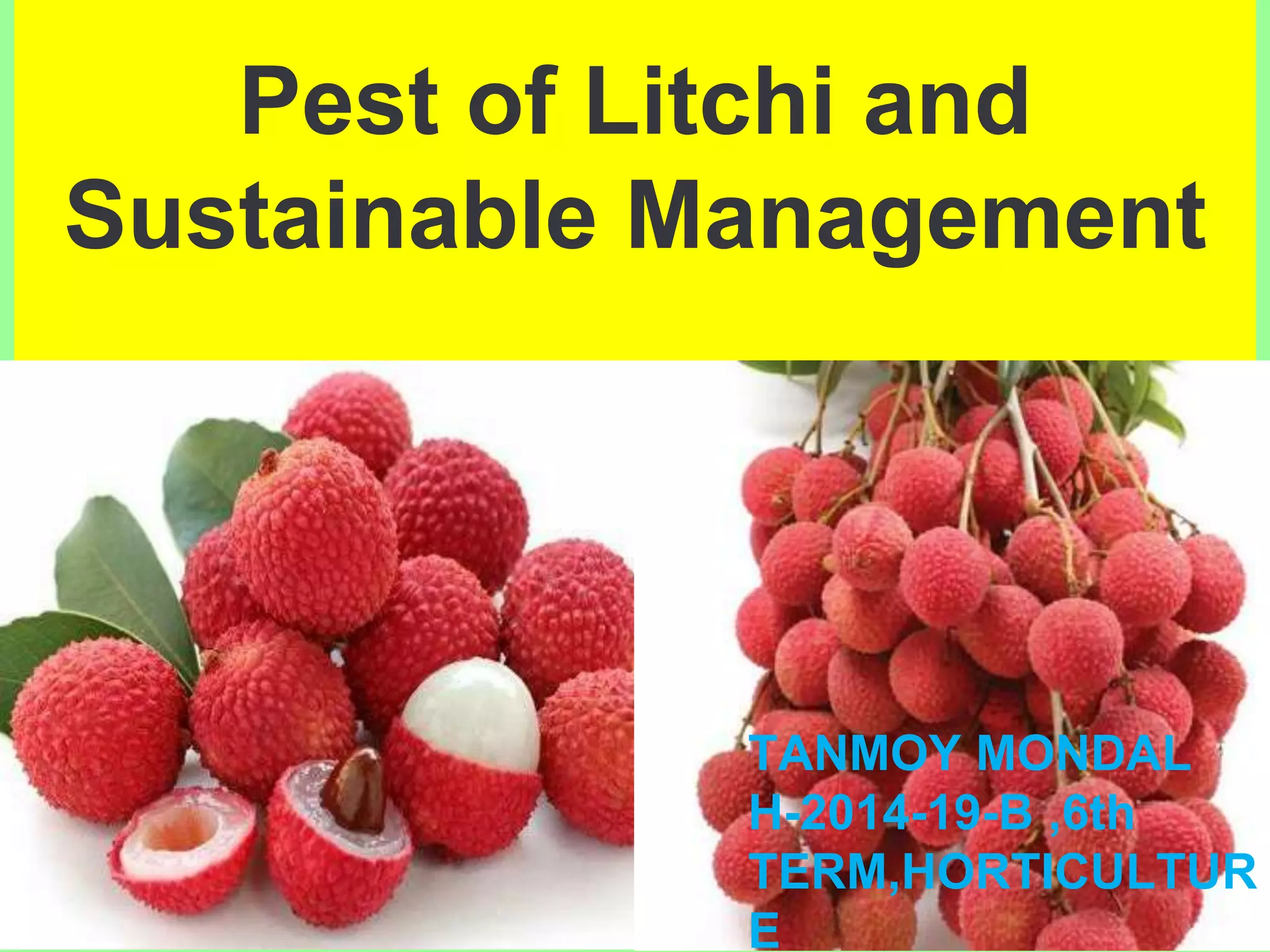 Pest of litchi | PPTX