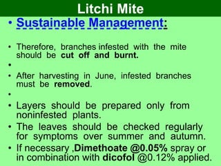 Pest of litchi | PPTX
