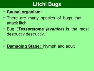 Pest of litchi | PPTX