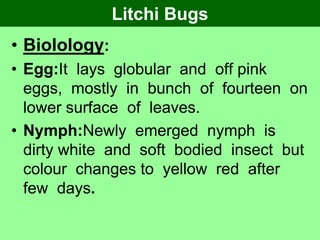 Pest of litchi | PPTX