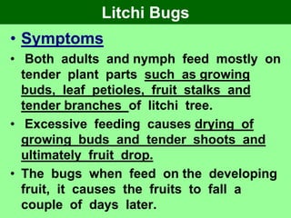 Pest of litchi | PPTX