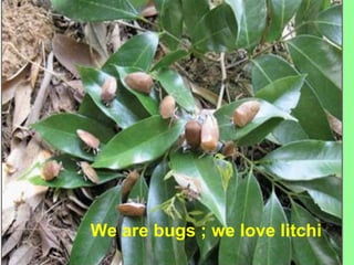 Pest of litchi | PPTX