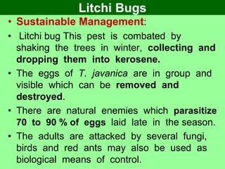 Pest of litchi | PPTX