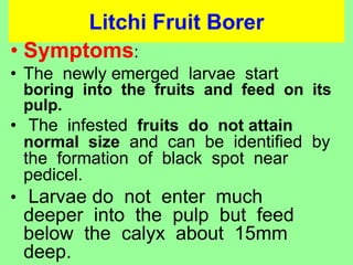 Pest of litchi | PPTX