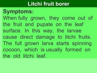 Pest of litchi | PPTX