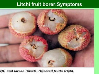 Pest of litchi | PPTX