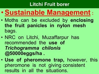 Pest of litchi | PPTX