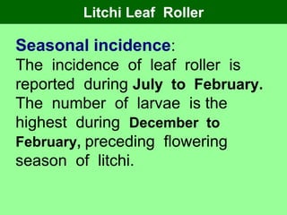 Pest of litchi | PPTX