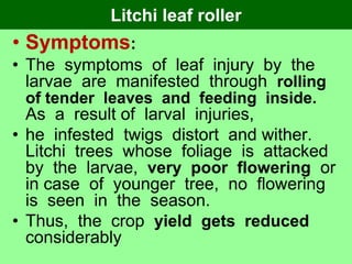 Pest of litchi | PPTX