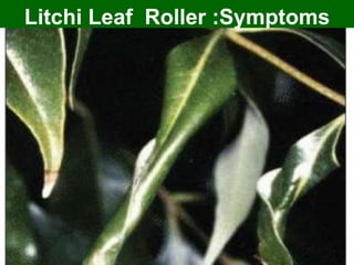 Pest of litchi | PPTX