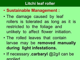 Pest of litchi | PPTX