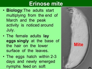 Pest of litchi | PPTX