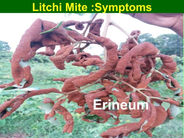 Pest of litchi | PPTX