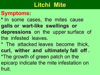 Pest of litchi | PPTX