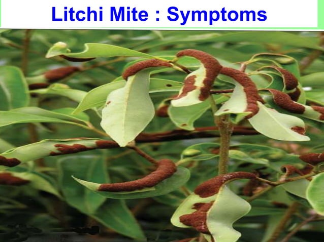 Pest of litchi | PPTX