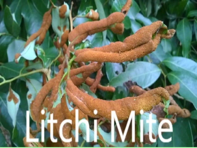 Pest of litchi
