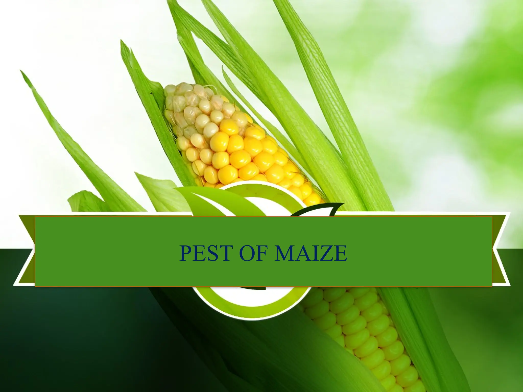 Pests of Maize: An comprehensive overview.pptx