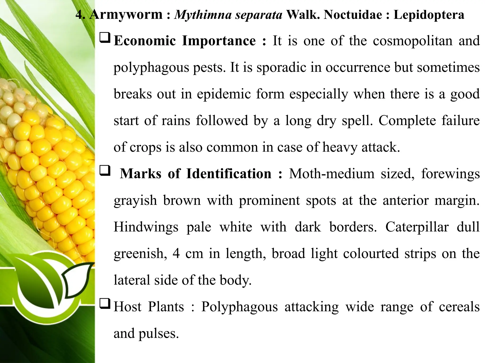 Pests of Maize: An comprehensive overview.pptx