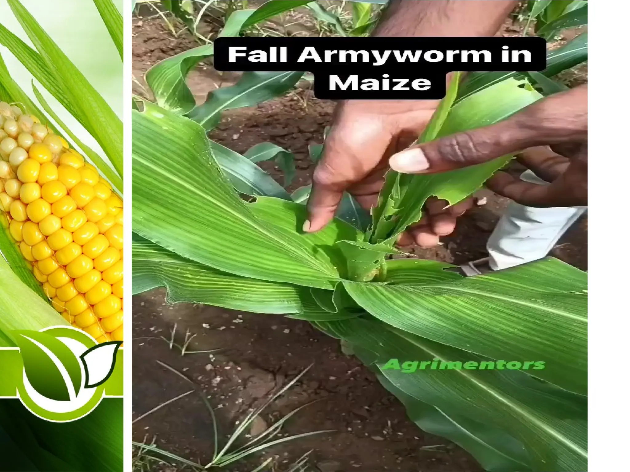 Pests of Maize: An comprehensive overview.pptx