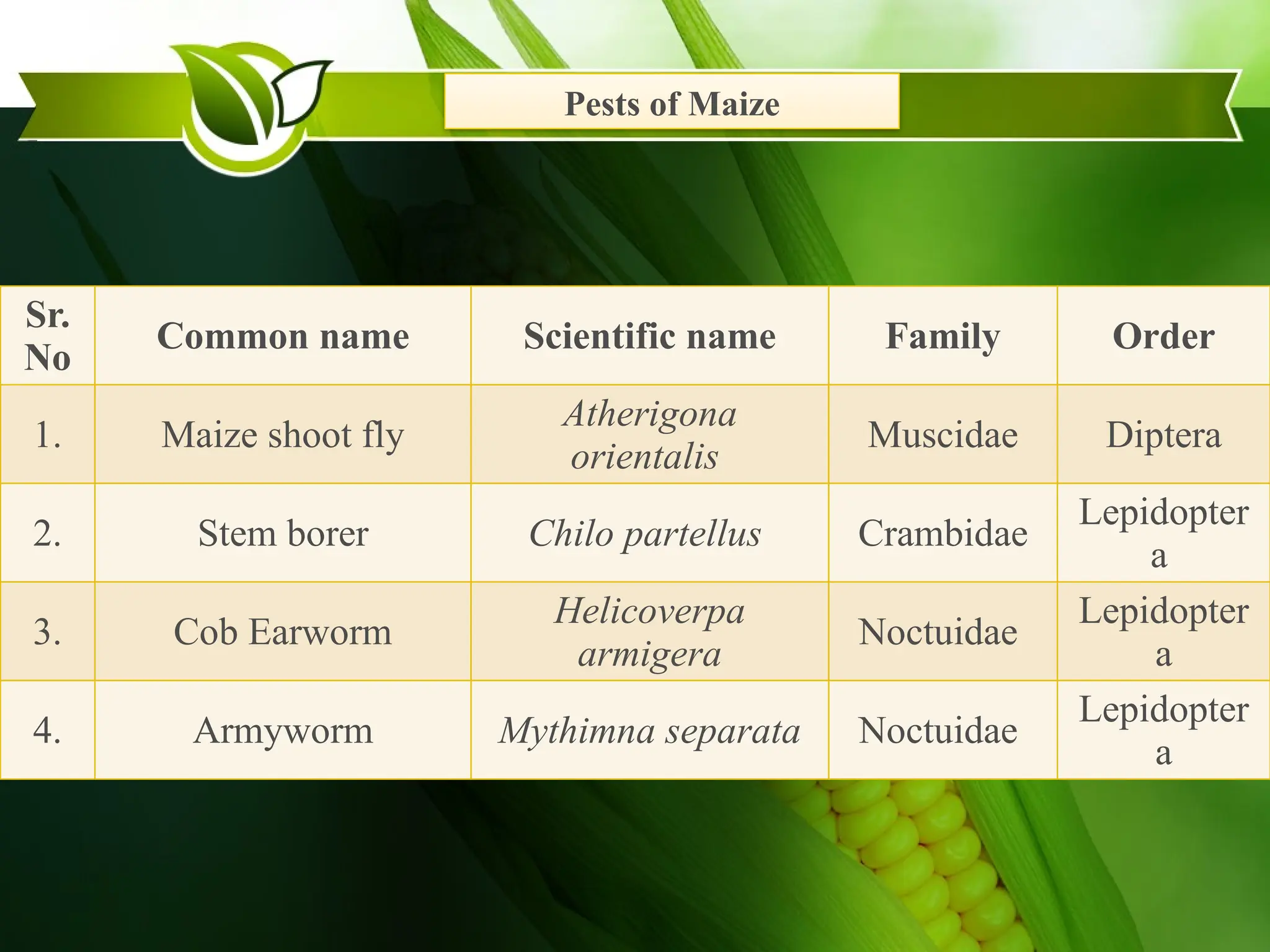 Pests of Maize: An comprehensive overview.pptx