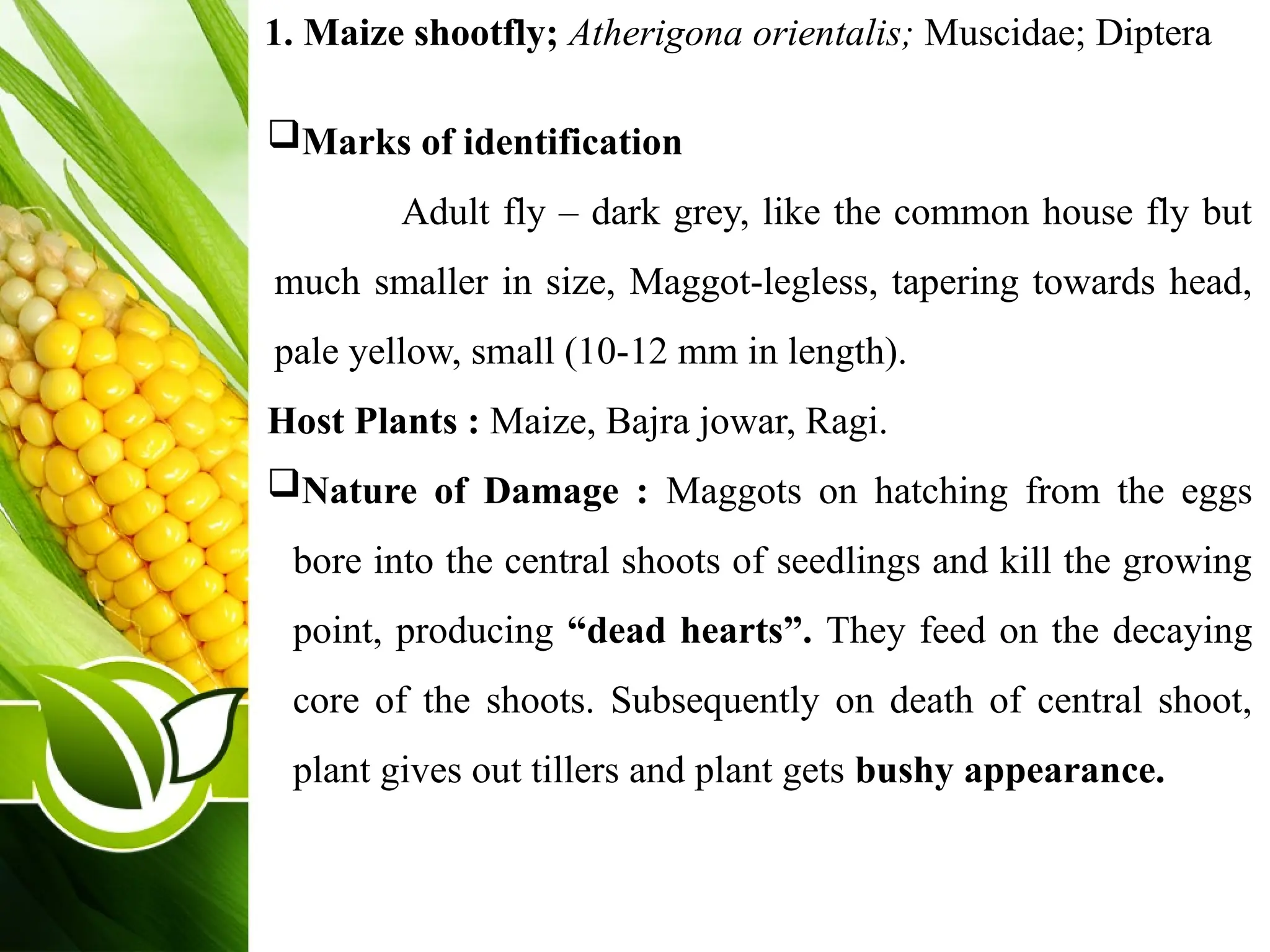 Pests of Maize: An comprehensive overview.pptx