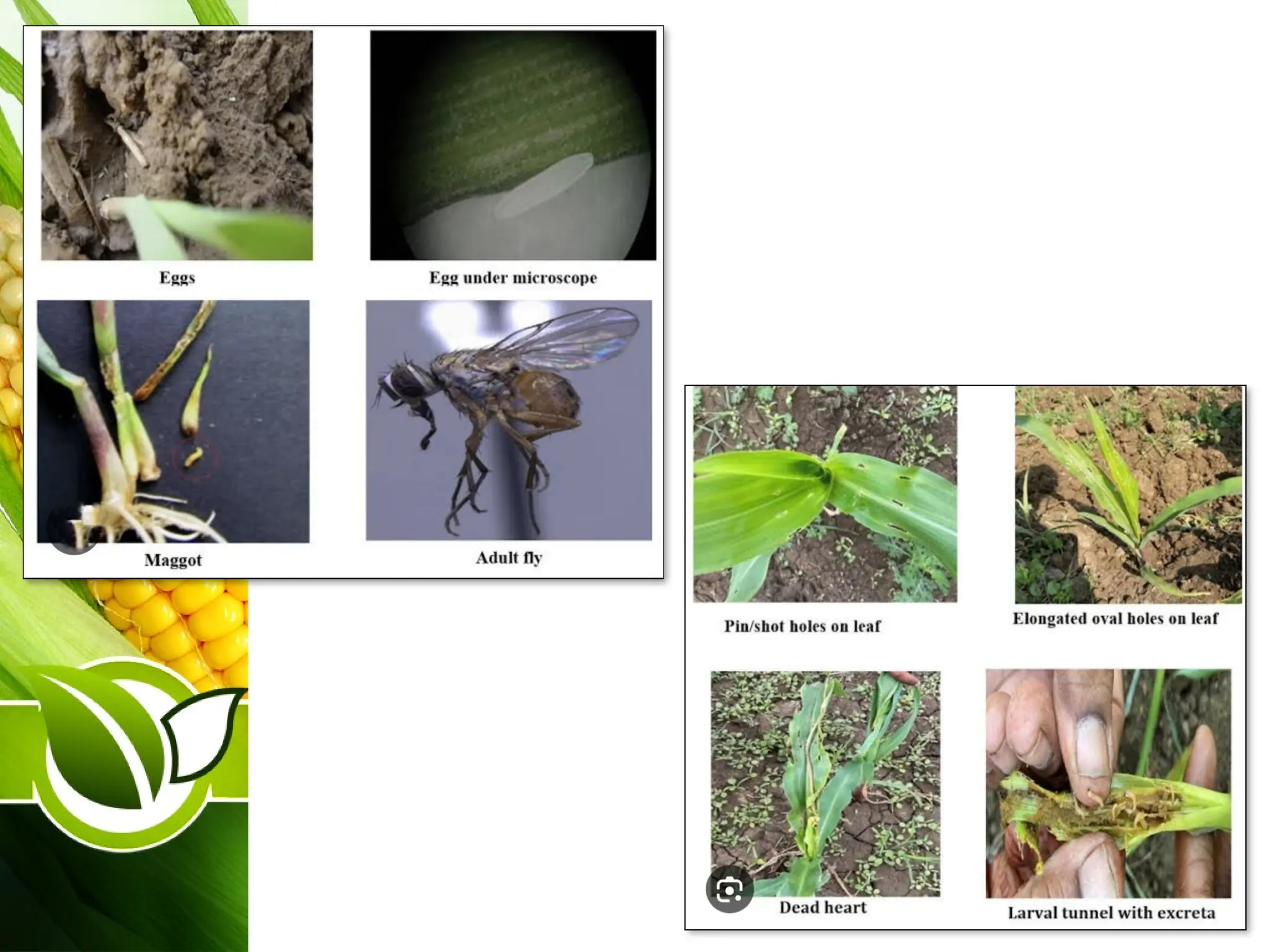 Pests of Maize: An comprehensive overview.pptx