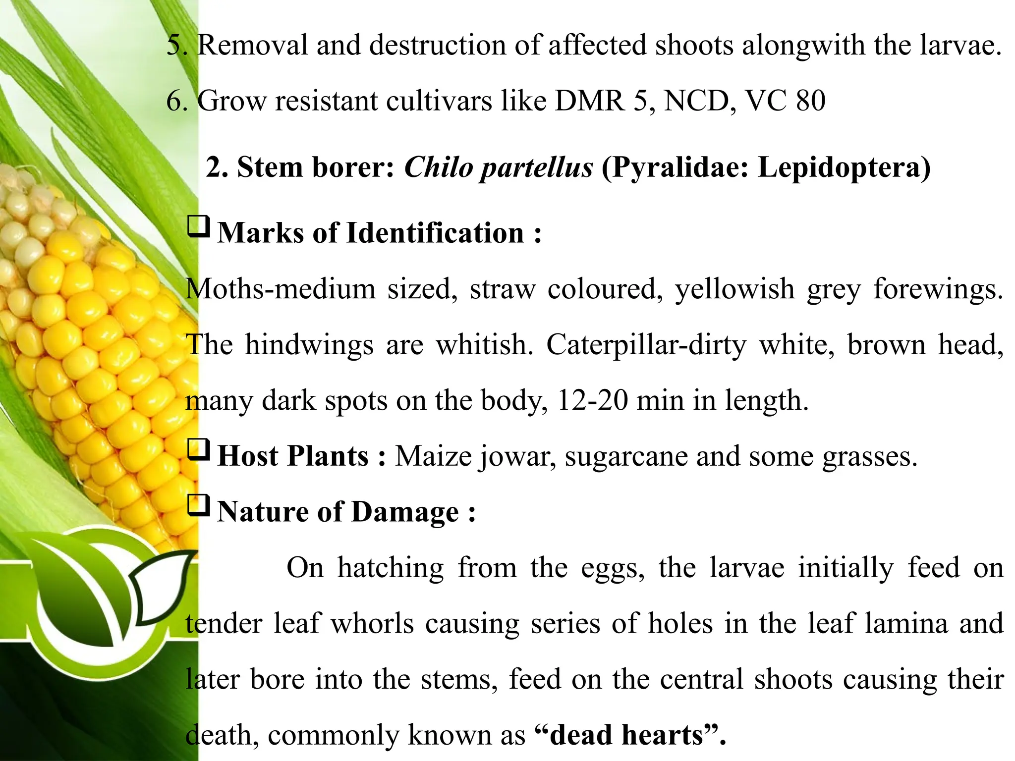 Pests of Maize: An comprehensive overview.pptx