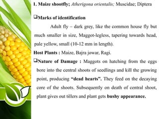 Pests of Maize: An comprehensive overview.pptx