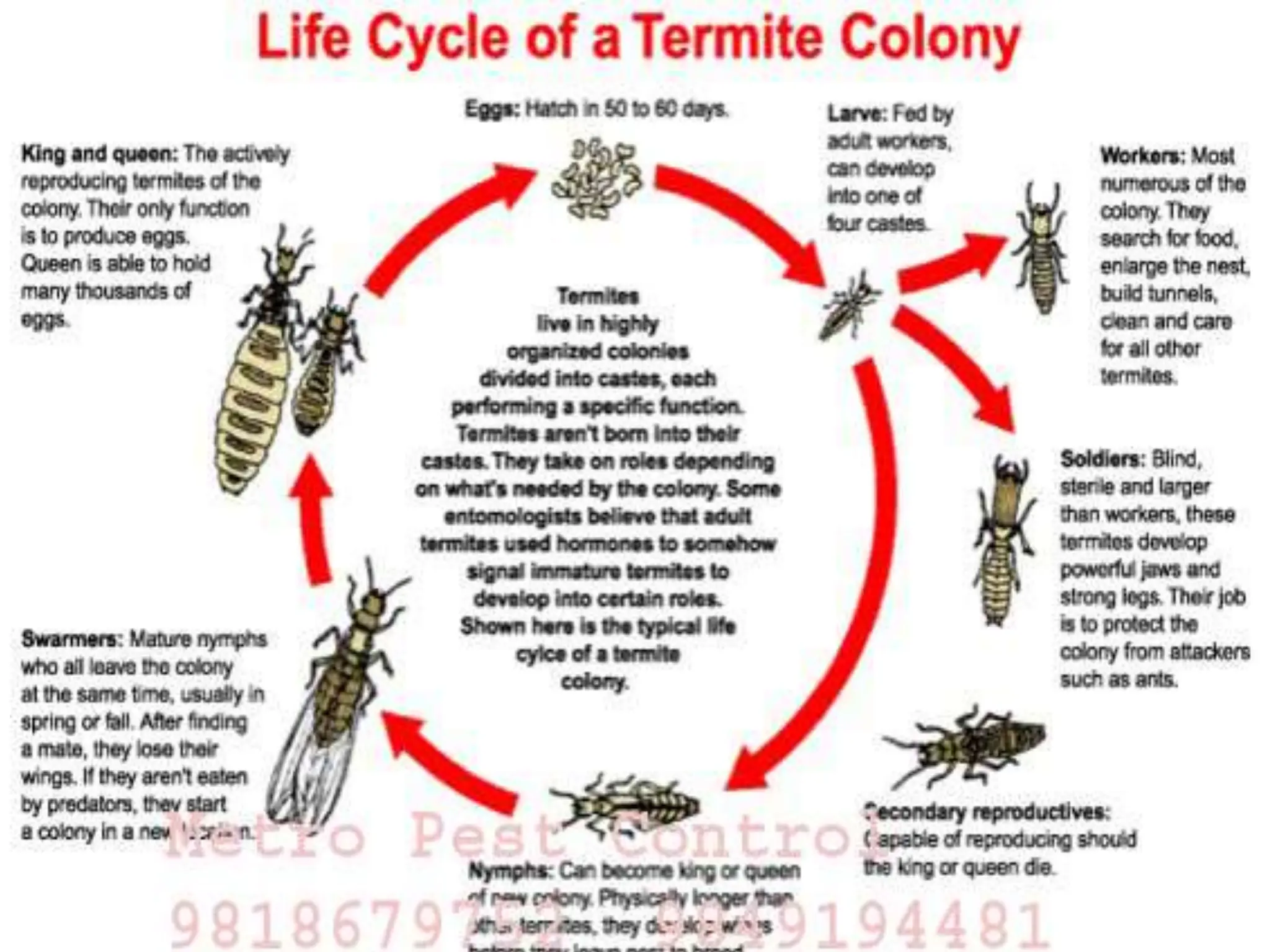 Pest of Maize & Wheat.ppt identification and management of pest | PPT
