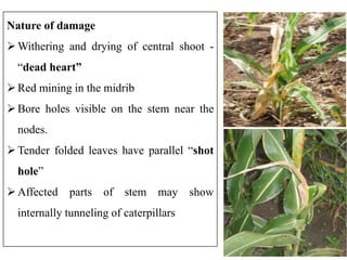 Pest of Maize & Wheat.ppt identification and management of pest | PPT
