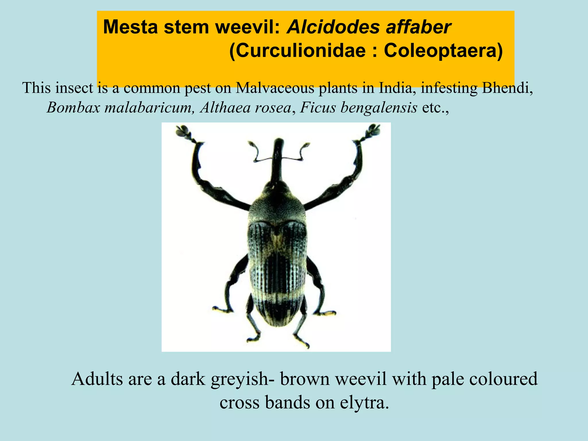 Pest of mesta & tobacco | PPT