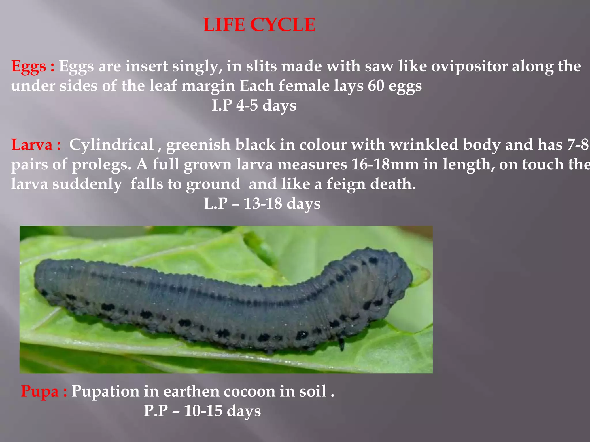 Pest of oilseeds | PPTX